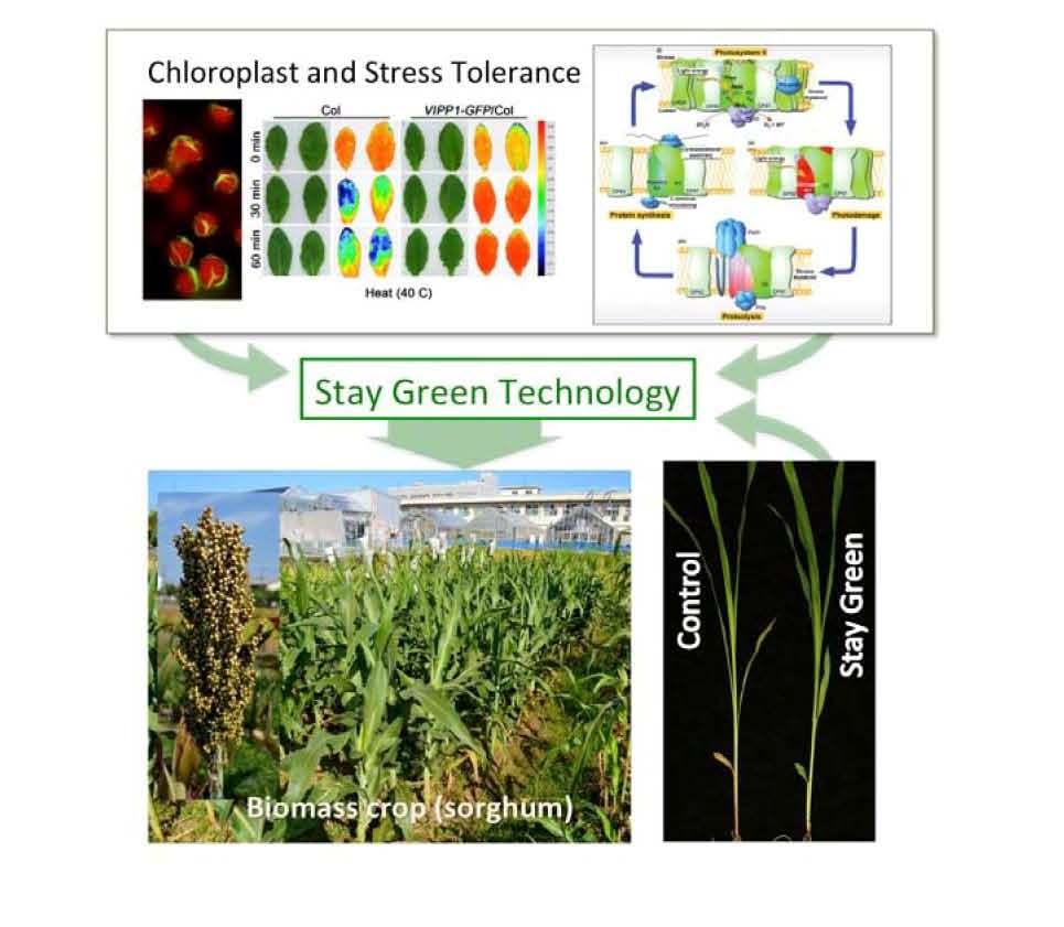 Development of stay-green plants through genetic modification of ...
